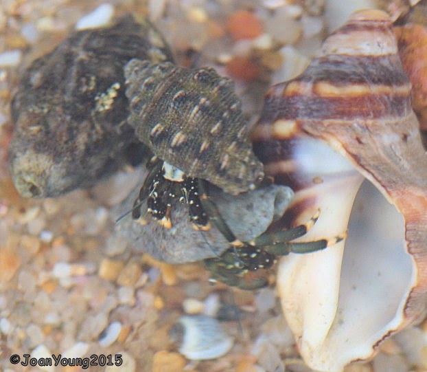 South African Photographs: Hermit Crab fight - Yellow-banded Hermit ...