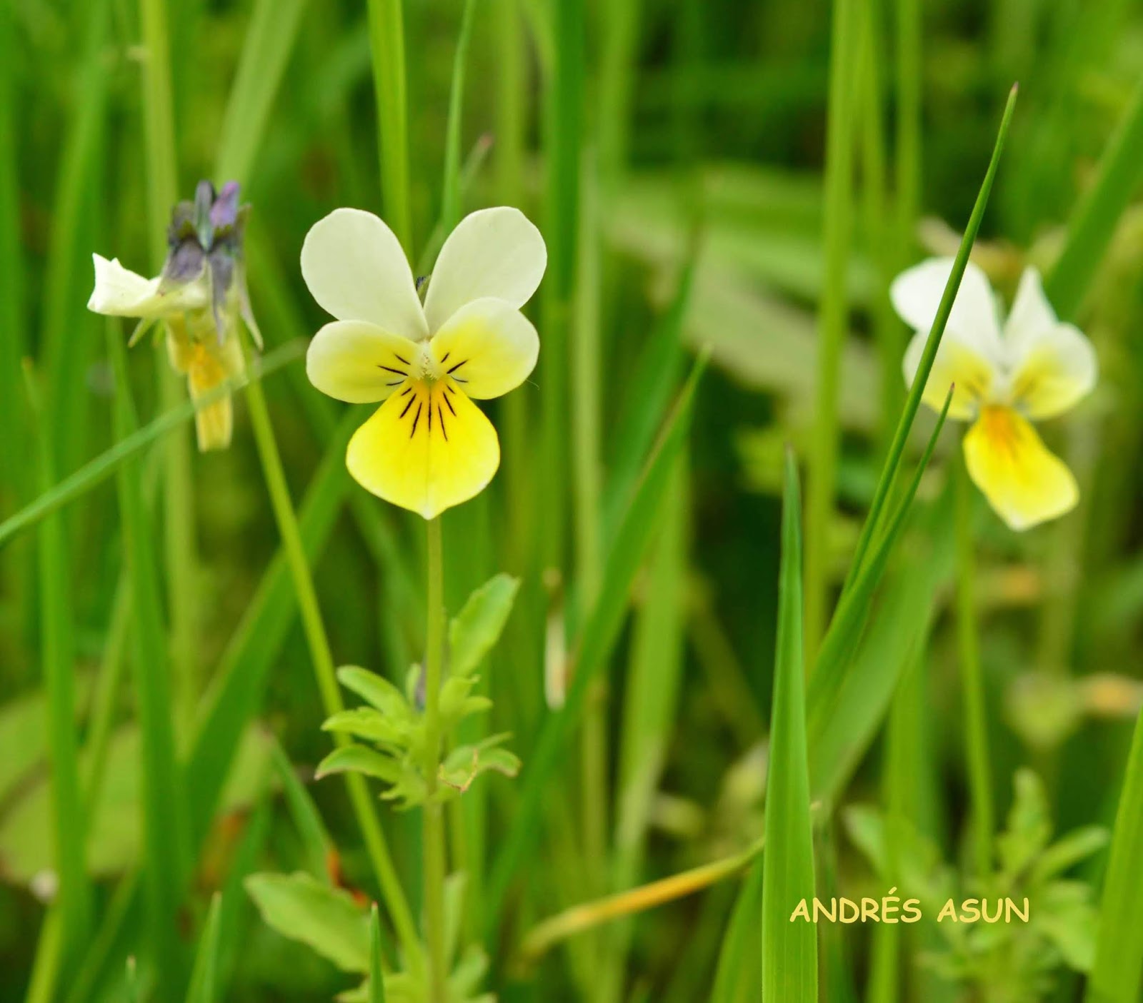 Flores silvestres de la Cordillera Cantábrica: VIOLACEAS - Violaceae