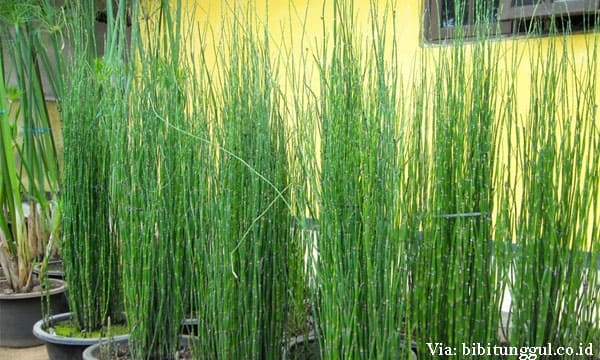 Beginilah Gambar Tanaman Hias Dari Bambu Terbaik - Informasi Seputar ...