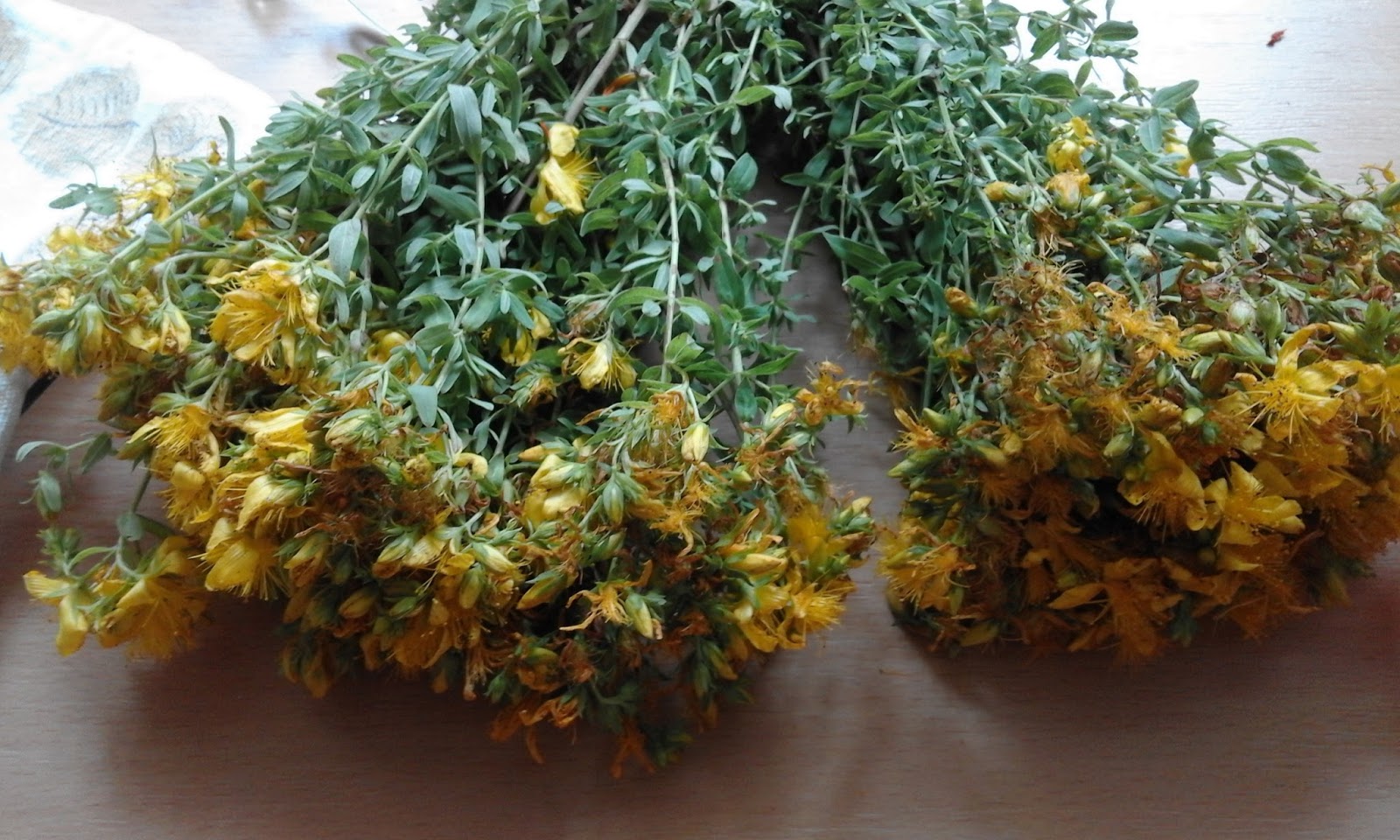 Adriana Hobby: Sunătoarea - plantă medicinală miraculoasă