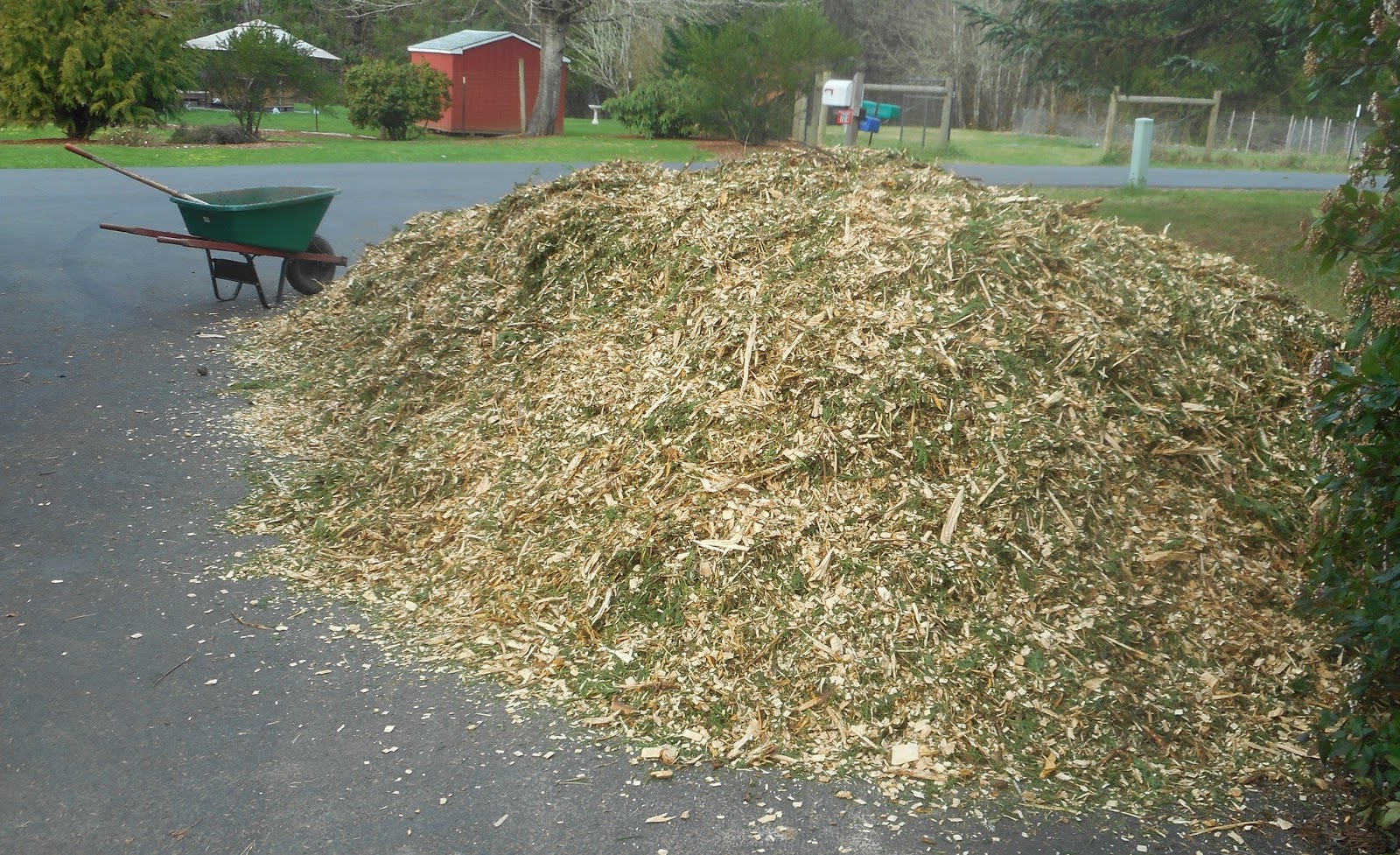 Daniel's Pacific NW Garden: More Arborist Wood Chips. Bearded Irises. 2 ...