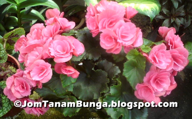 Jom Tanam Bunga: Lagi-Lagi Begonia…
