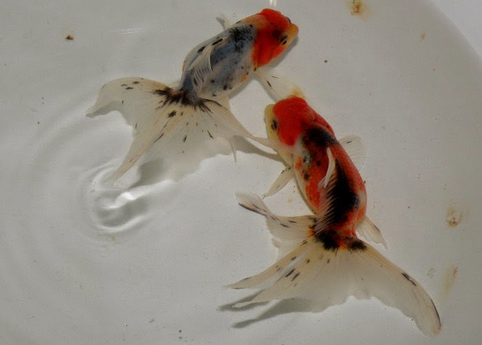 金魚&水族快訊Goldfish & Aquarium Messages: 國畫金魚-鈴木東錦(Suzuki Azuma-nishiki)