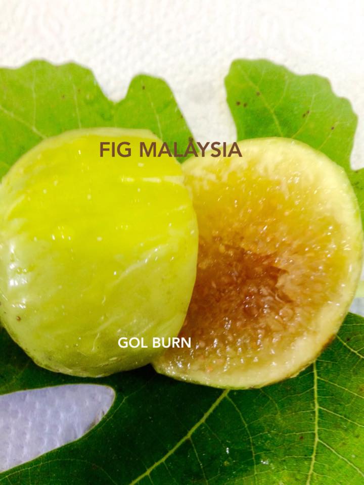 Galbun Fig - Var Tin