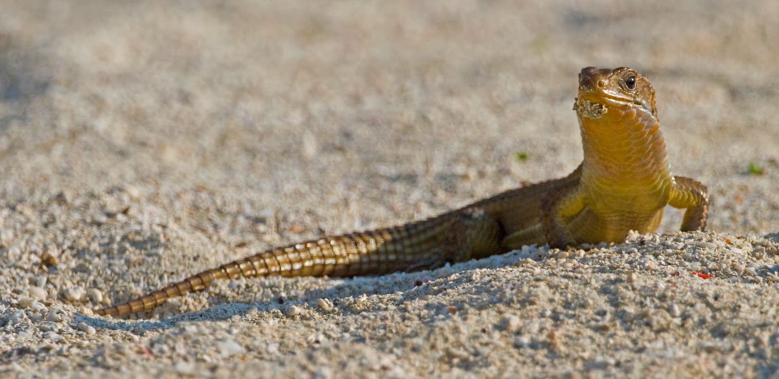 Tanzania & Zanzibar: Lizard, Zanzibar