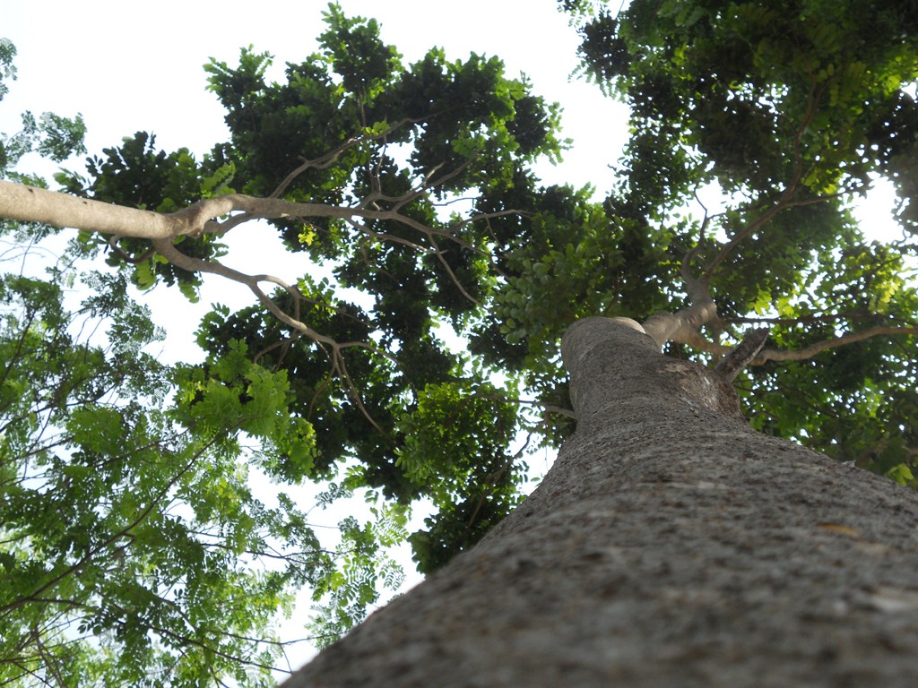 My Clicks: Mahogany Tree