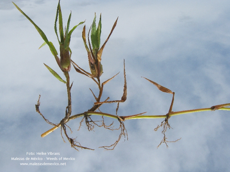 Especiación por vía rápida - Alopoliploidía