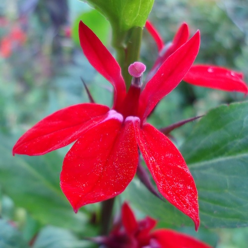 Theobrominated: Lobelia flowers