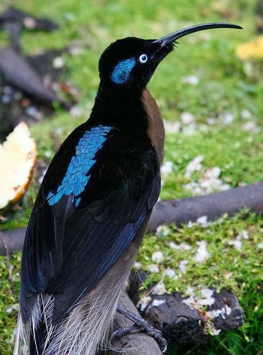 Black sicklebill - Alchetron, The Free Social Encyclopedia