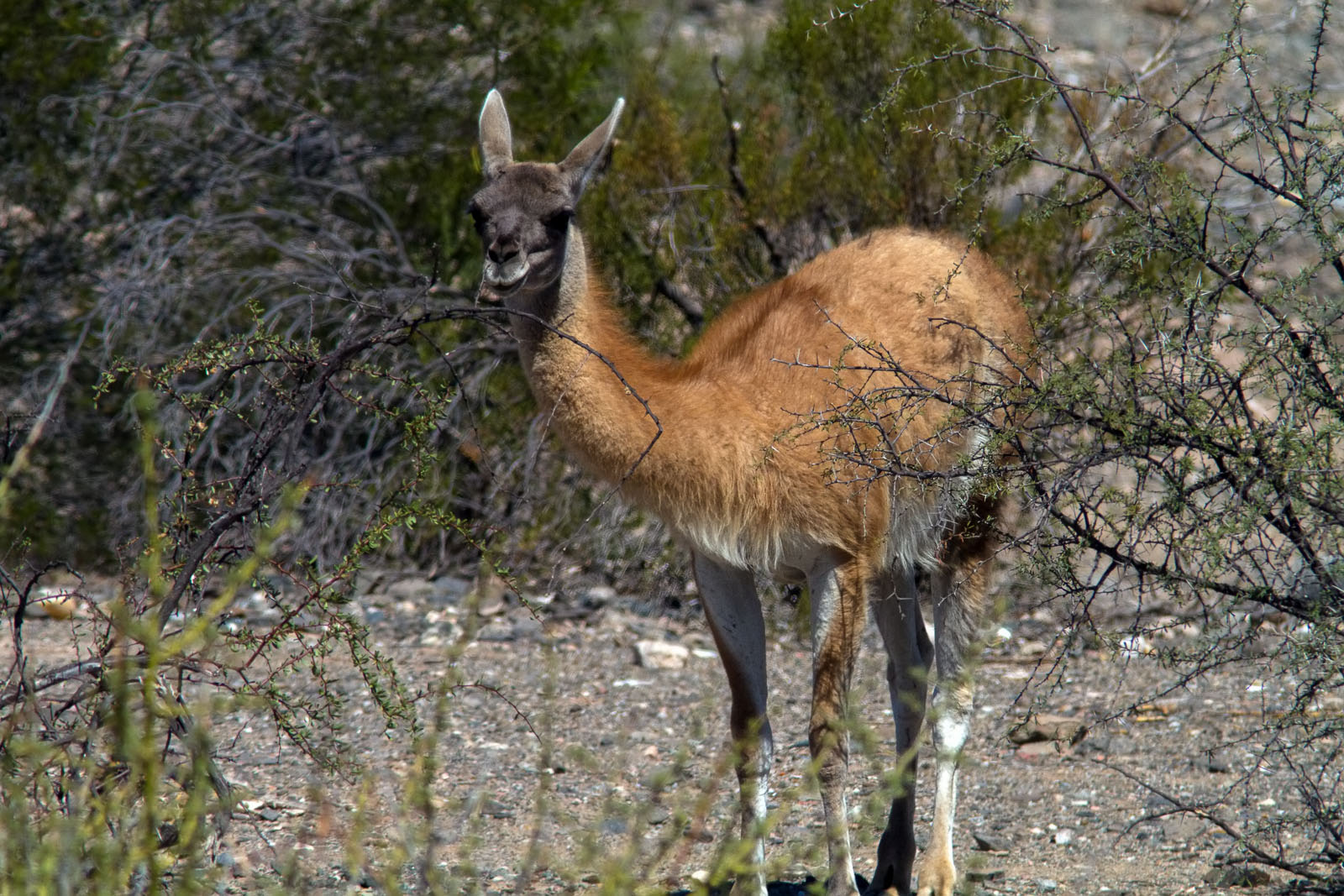 Fur and Feathers 5000: March 2013