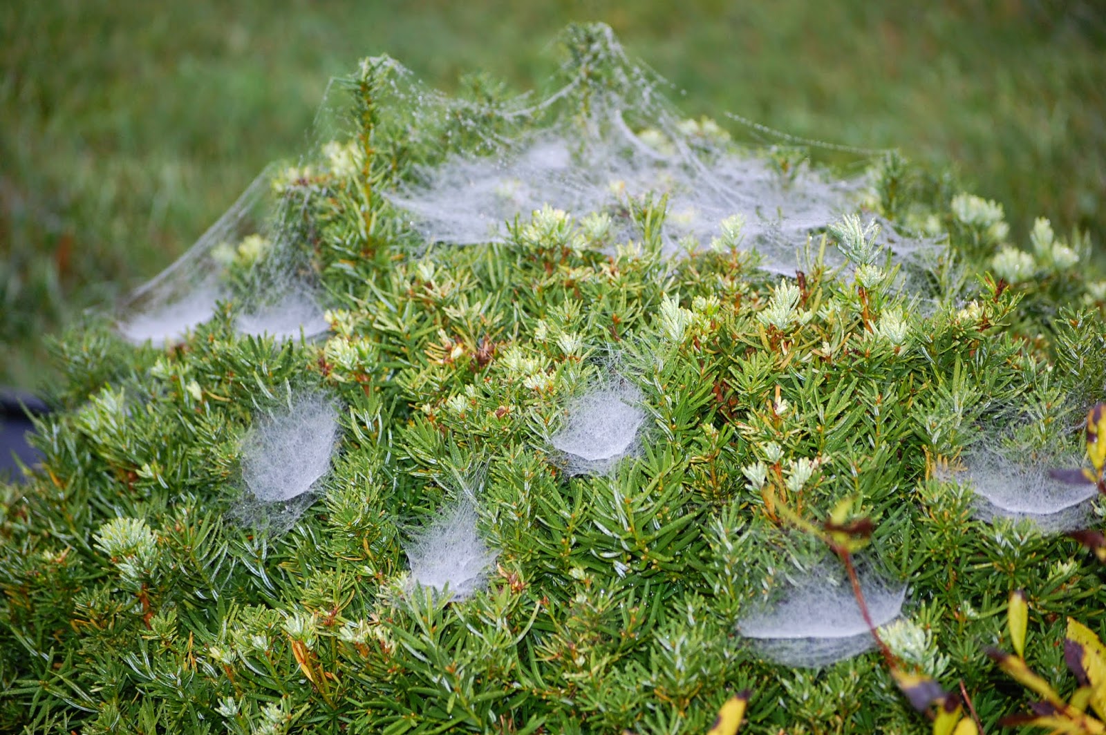 Franklin County (PA) Gardeners: Spider Webs Everywhere