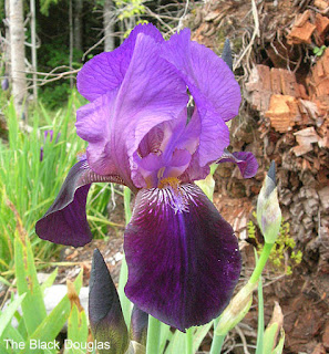 World of Irises: The Dark Delights of Black Irises