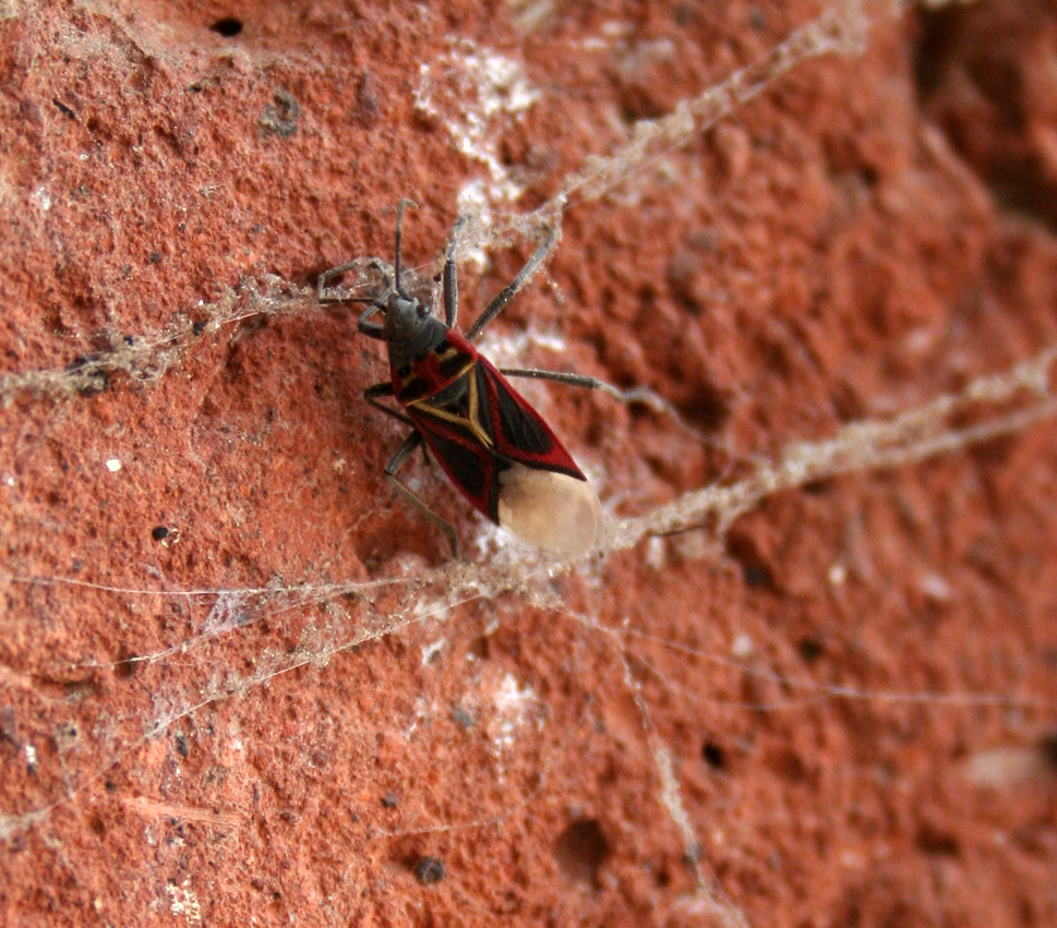 INSECTOS DE P.R. In Memoriam Dr Luis F Martorell y Dr Alain Liogier ,DR ...