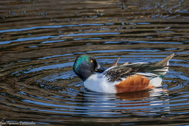 DocNatureBlog: Un bello pato con un pico muy adaptado. Cuchara común ...