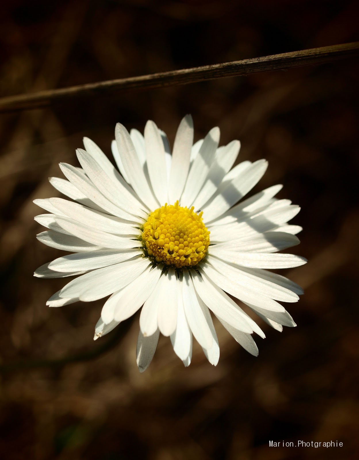 Marion.Photographie: Une fleur parmis les fleurs
