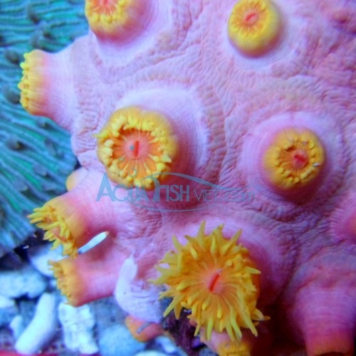 AquaFishViet: Red Sun Coral