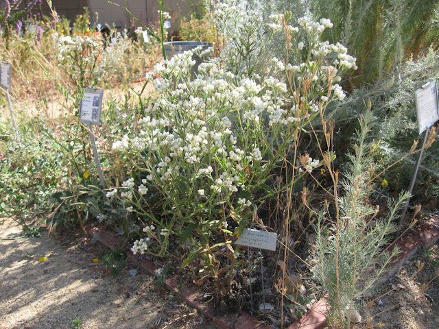 Mother Nature's Backyard - A Water-wise Garden: Plant of the Month ...