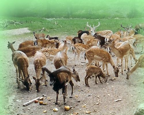 ANUNTURI ANIMALE: CERB LOPATAR