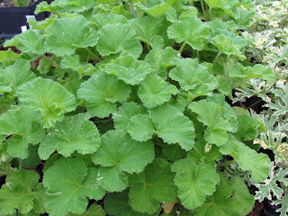 Thyme On My Hands: Scented Geraniums!