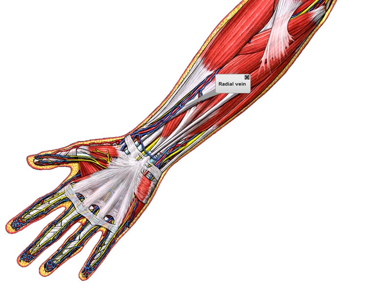 TAREA DE CARDIO : PRACTICA 2 DE CARDIO