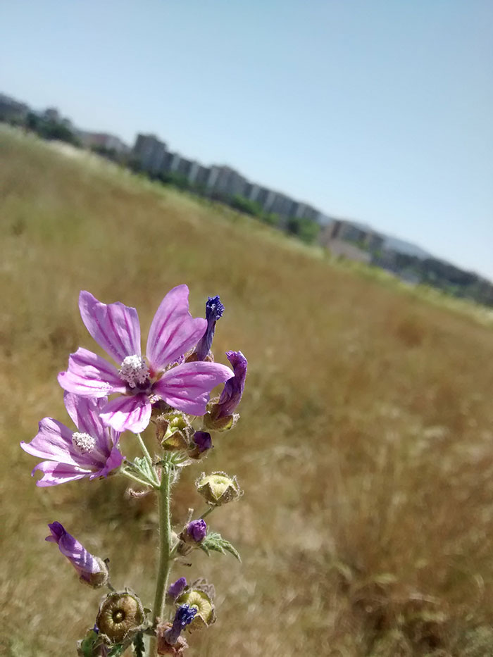 Badia Verde: Malva (Malva silvestris)