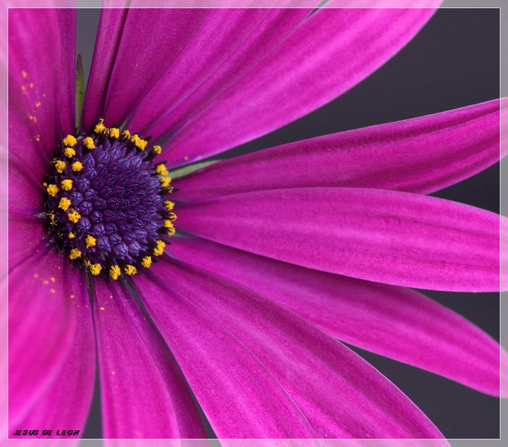 MundoMacro: Boton Floral