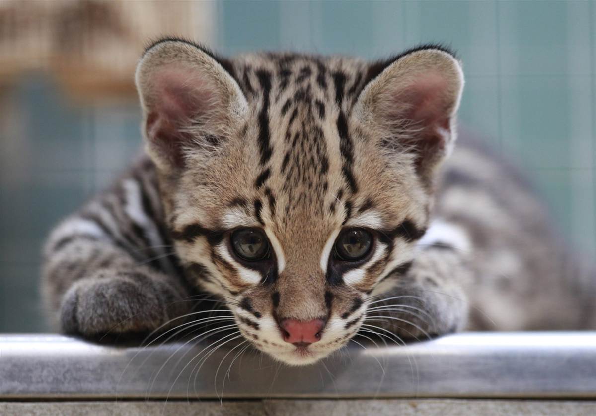 Critter Sitter's Blog: May 2012