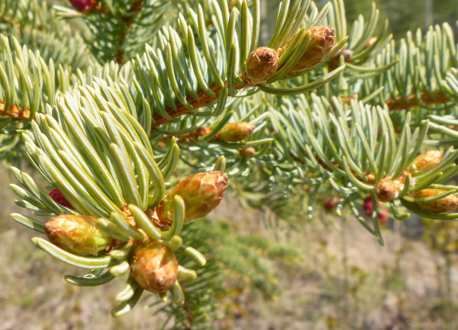 keeper of wild places: immature spruce cones