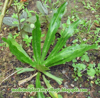 Medicinal Plants My Village: Medicinal Plants in My Village