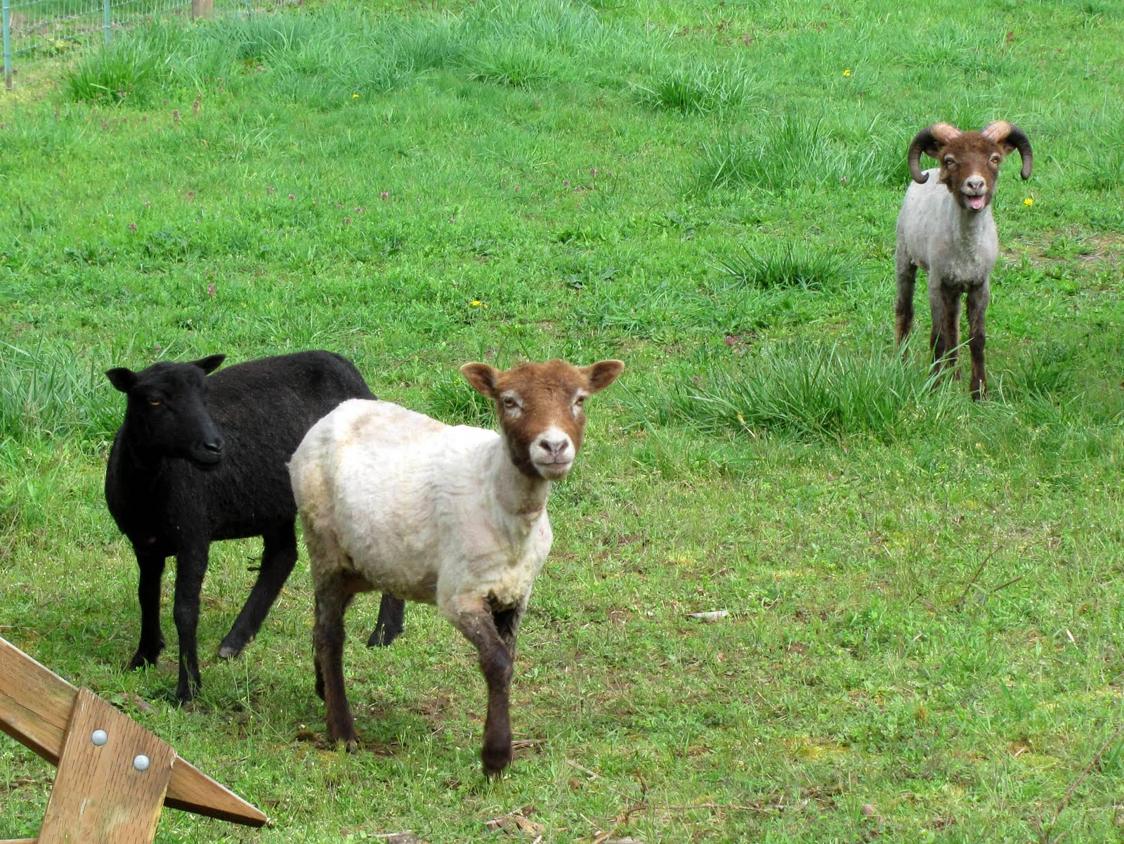 Jod à La Mode: The great sheep experiment