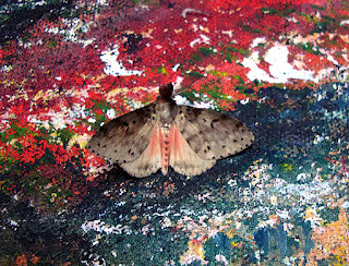 Naturalist's World - Dr Abe V Rotor : Beware of the Higad! (Tussock ...