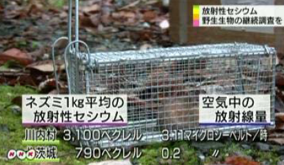 RadioActive! The Nuclear Blog: Radioactive Cesium Found in Rats Near ...