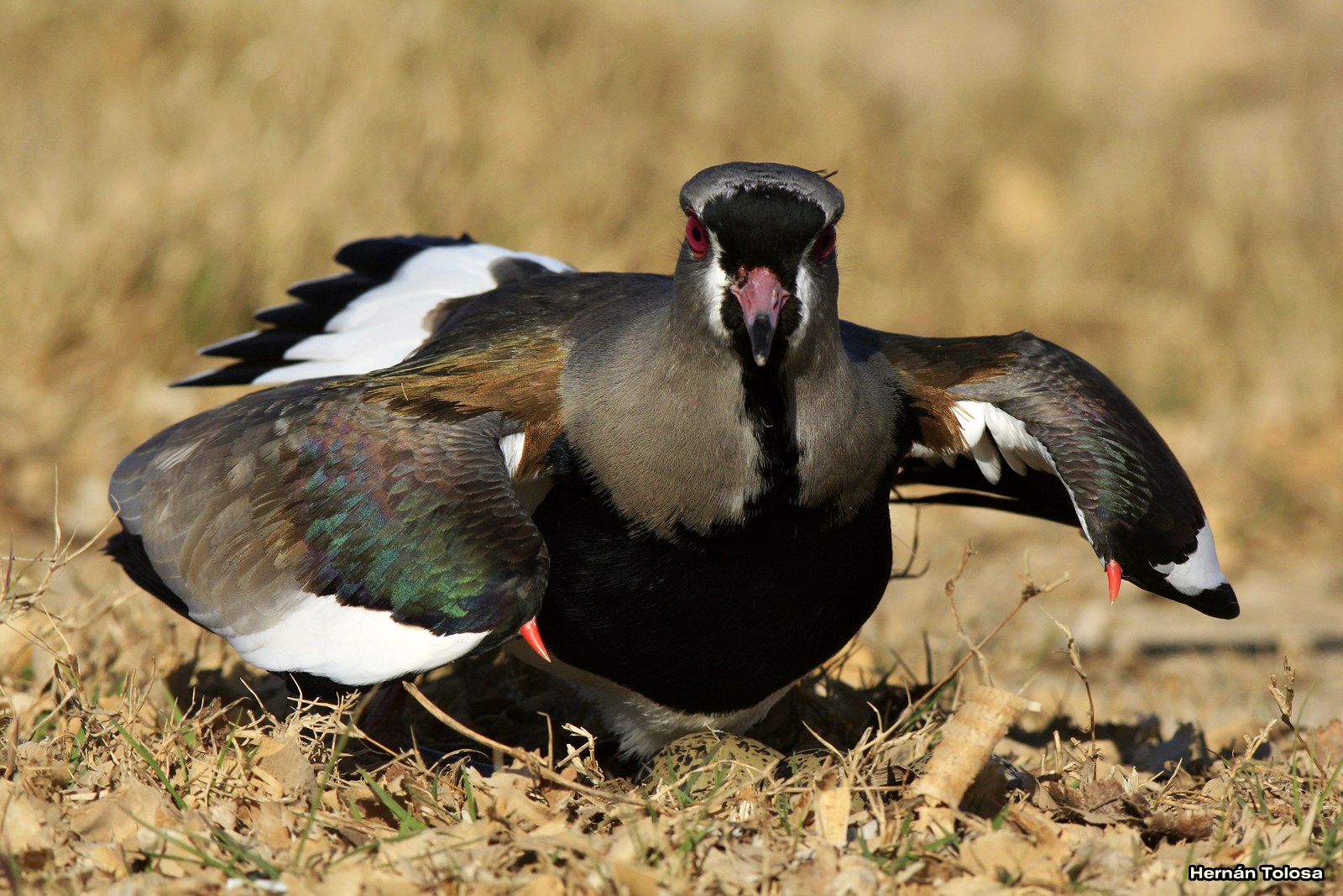 Aves Bonaerenses: Tero empollando