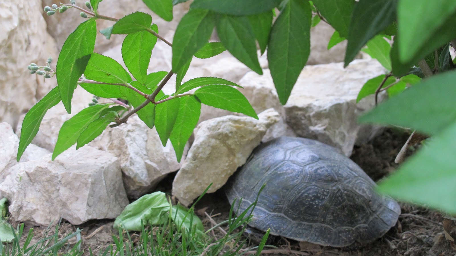 Floarea -bunica: Broasca testoasa