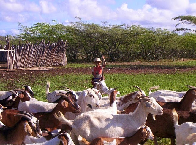 La Magia de la Cultura Wayuu