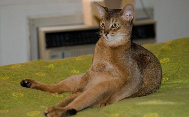 Colours of Life...: Hilarious Human Like Cats