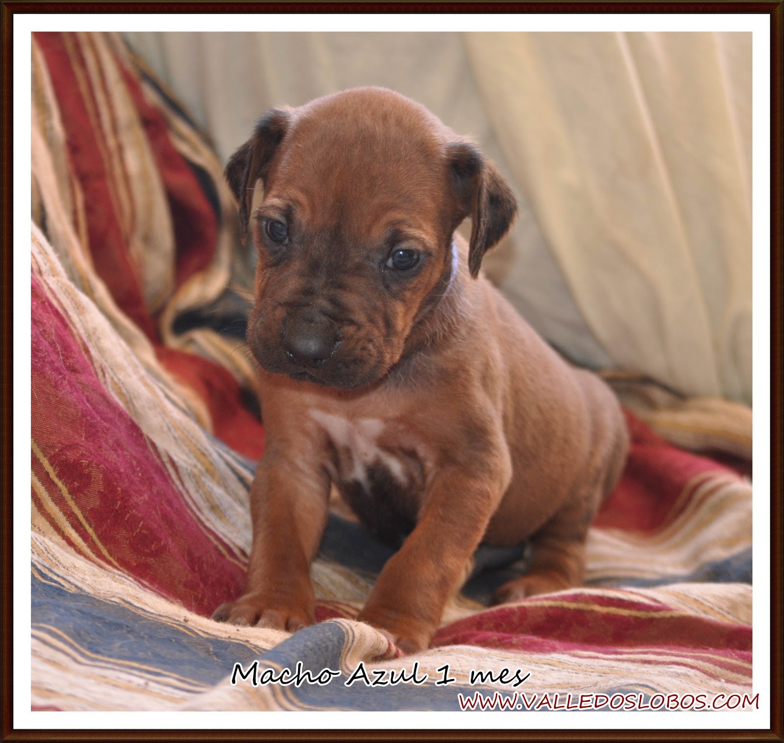 Rhodesian Ridgeback y Vizsla.VALLE DOS LOBOS.: Los cachorros de ...