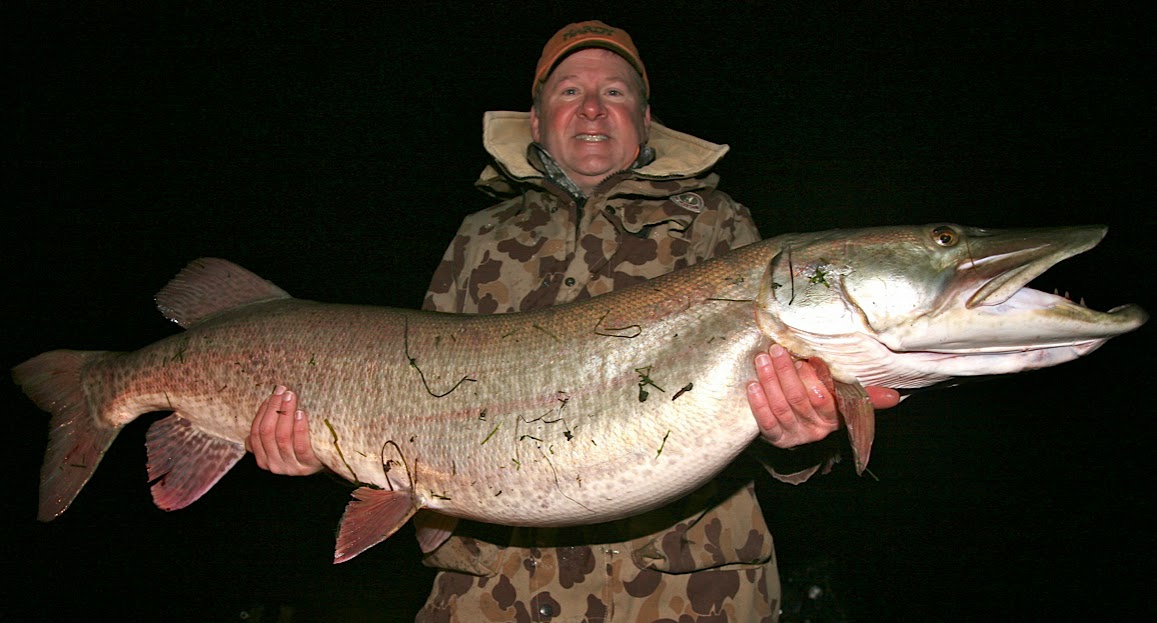 International Fishing News: US: an other giant world record size muskie ...