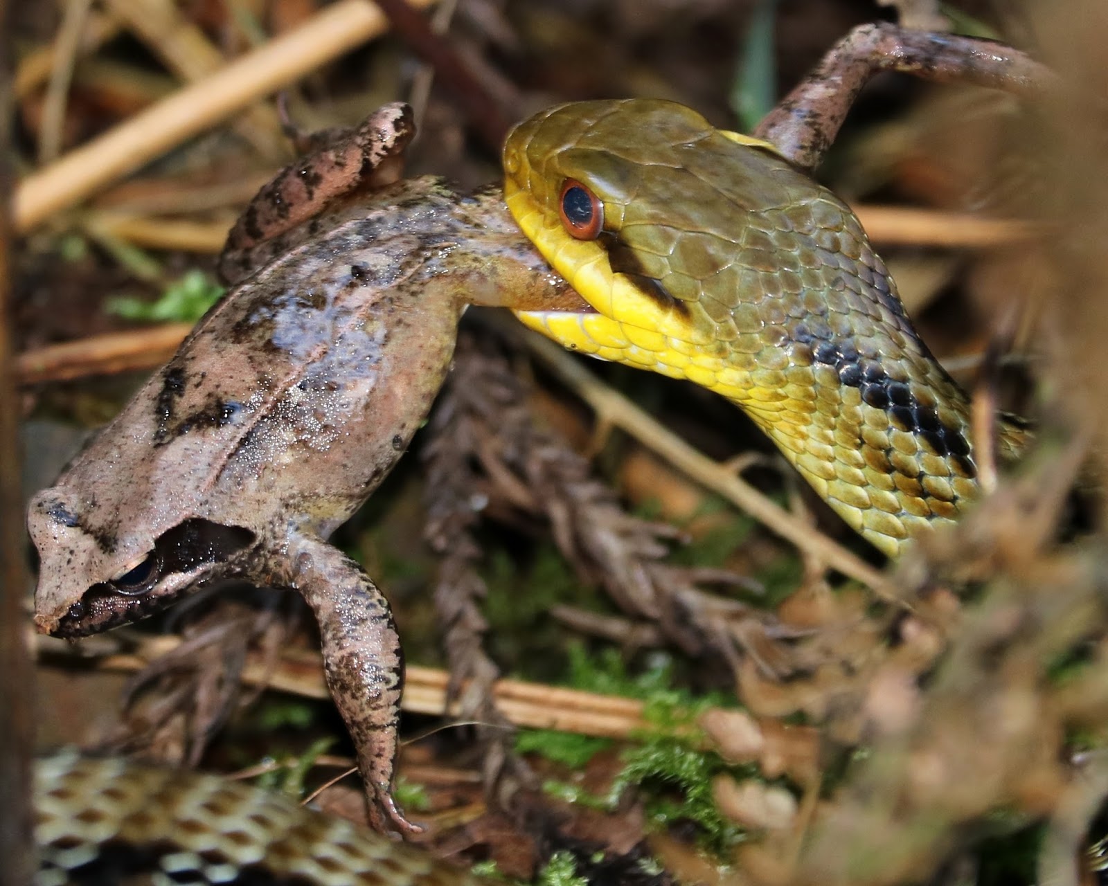 Life is short, but snakes are long: How many snakes are venomous and ...