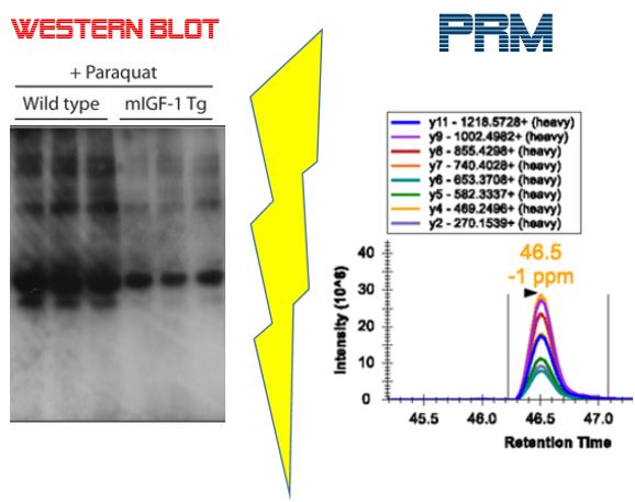 News in Proteomics Research: Western blots versus parallel reaction ...