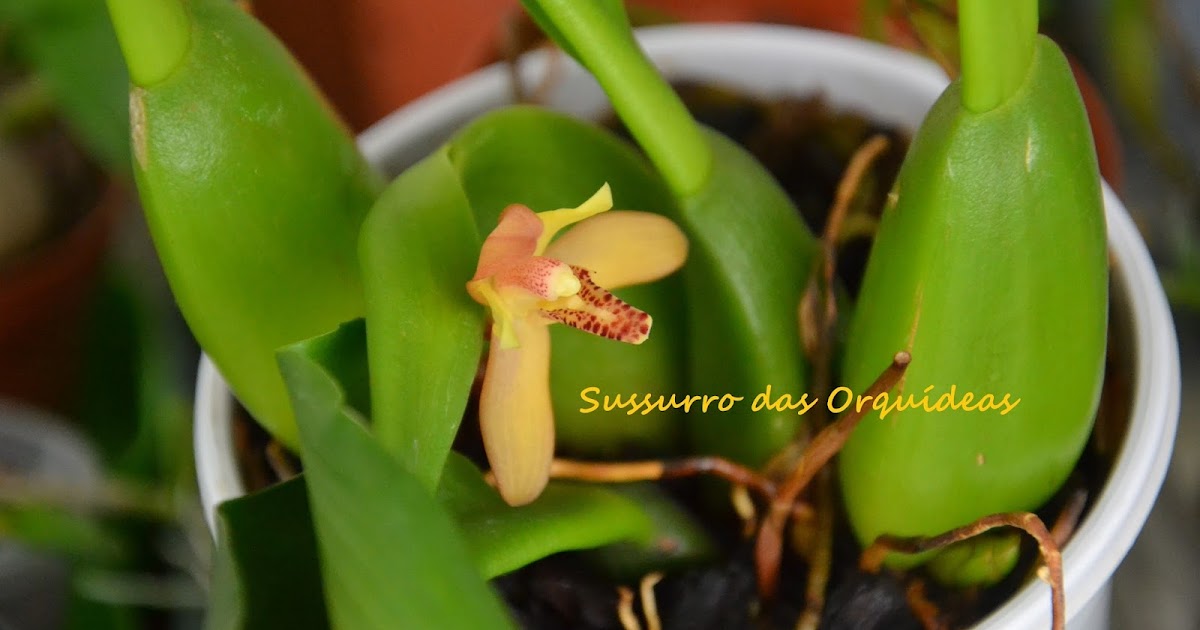 Sussurro das Orquídeas: Maxillaria rufescens - a outra flor!