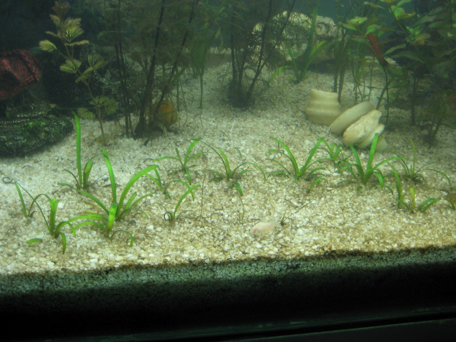 My Fresh Water Aquarium - Natural Planted Tank (Walstad Method ...
