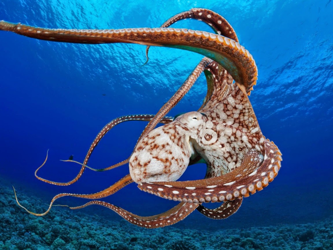 Hobotnice | Morski organizmi