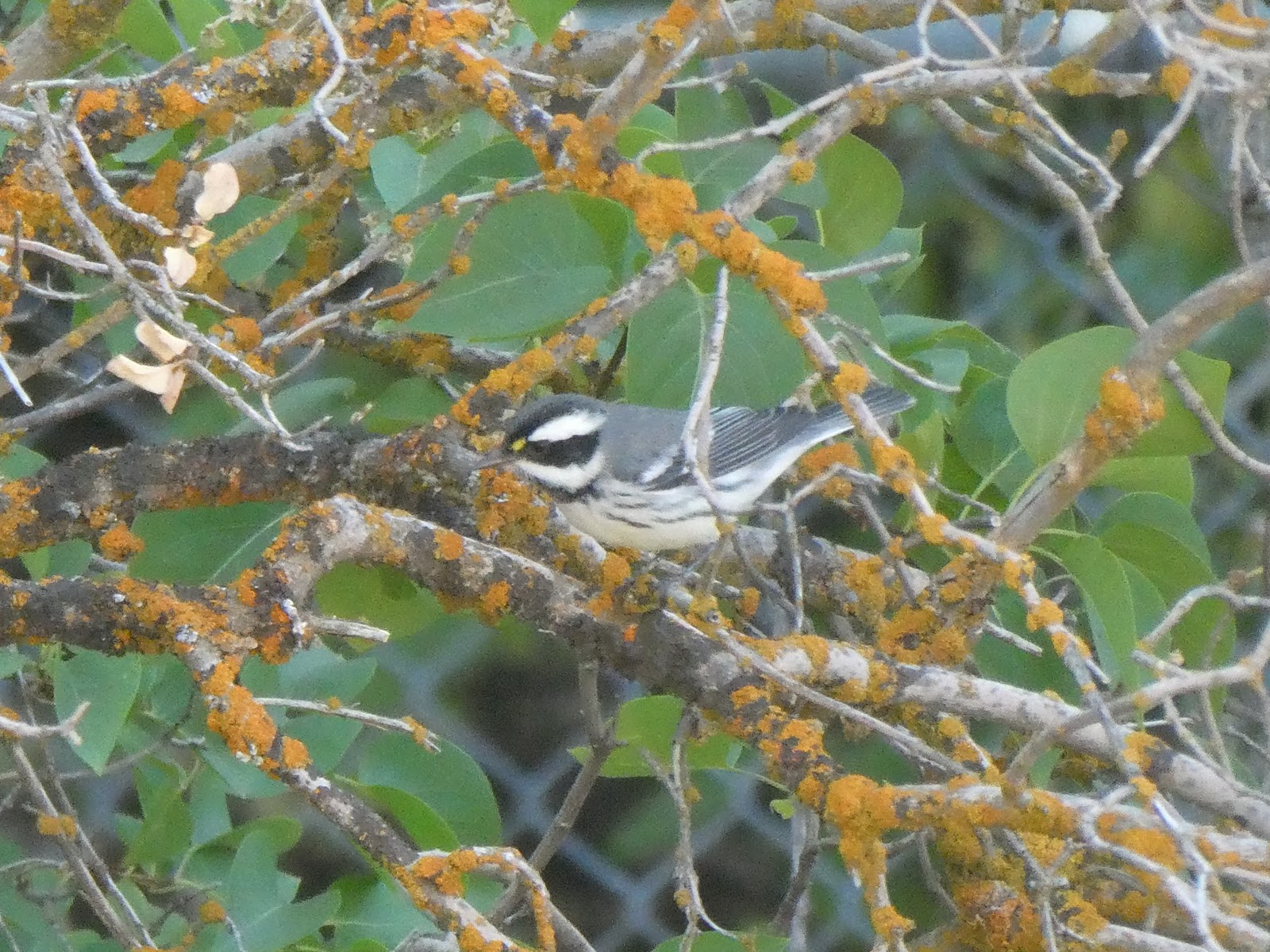 Birding Club of Delaware County: Birds of Tehachapi California - Aug 2018