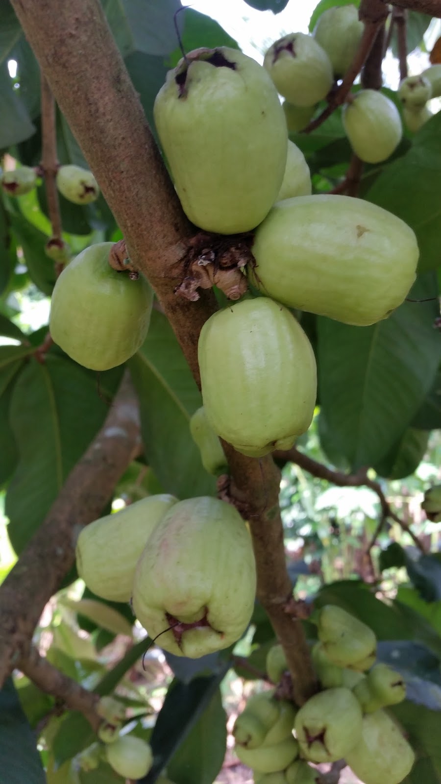 Warisan Petani: Buah Jambu Bol