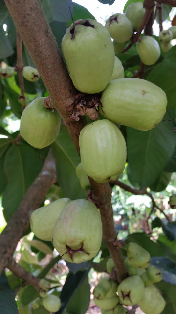 Warisan Petani: Buah Jambu Bol