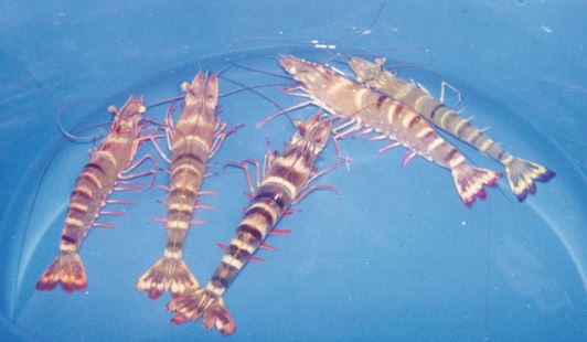 Tiger shrimp (penaeus monodon)