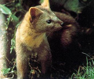 Synapsida: More Weasels up Trees: Sables and Other Martens