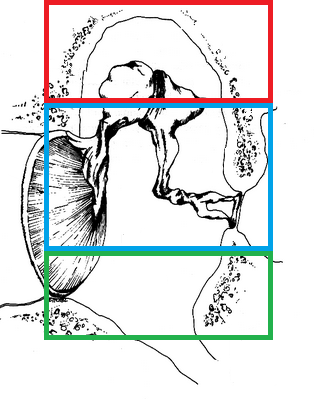 Anatomía del Oído: Oído Medio ~ Audiología didáctica para estudiantes