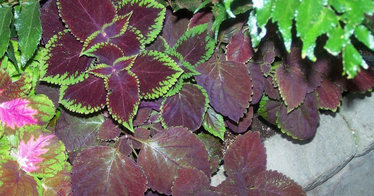 Koleus Blumego - piękno w doniczce